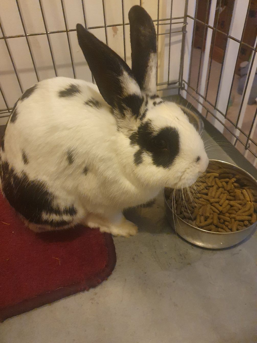 Be Kind to Bunnies | Bonfire