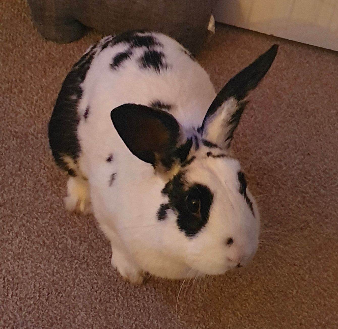 Be Kind to Bunnies | Bonfire