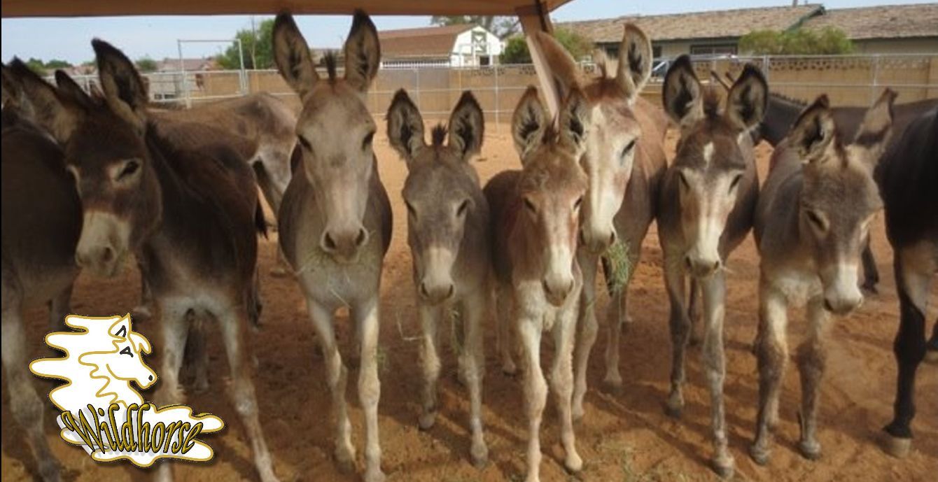 The Donkey Mafia at Wildhorse Ranch Rescue | Bonfire