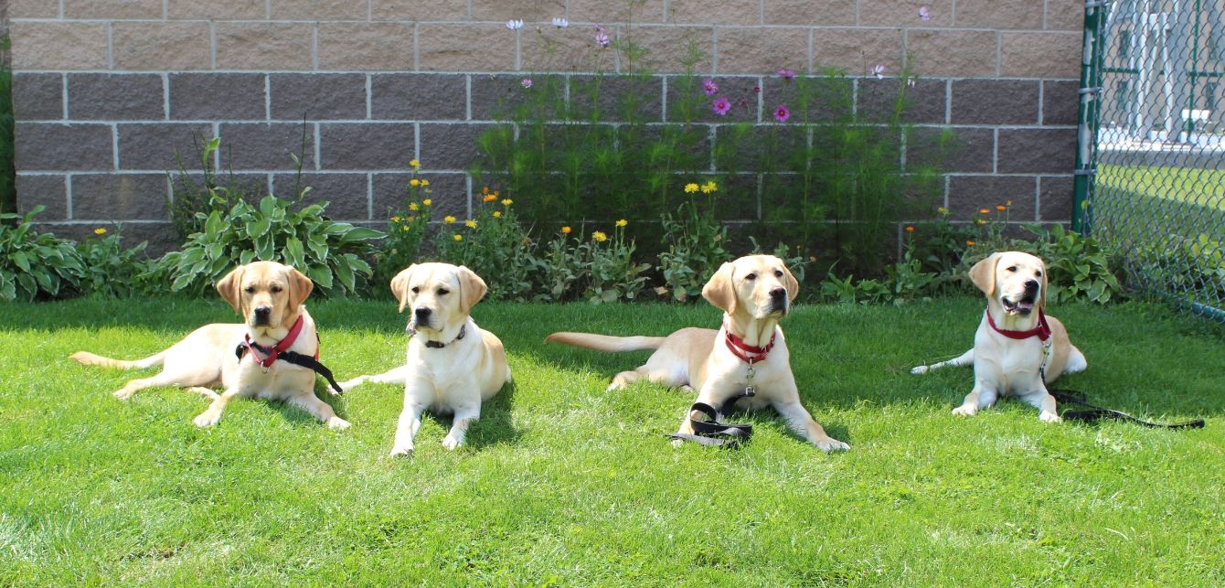 UDS Service Dogs | Bonfire