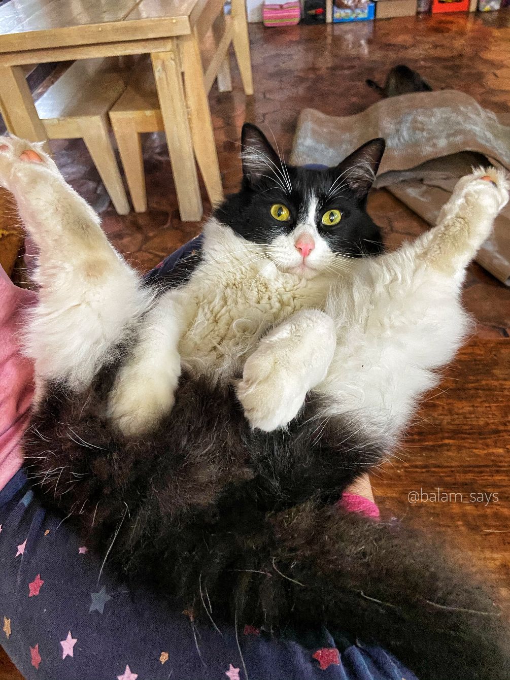 Zog the Dog, your favourite FREAK! | Bonfire