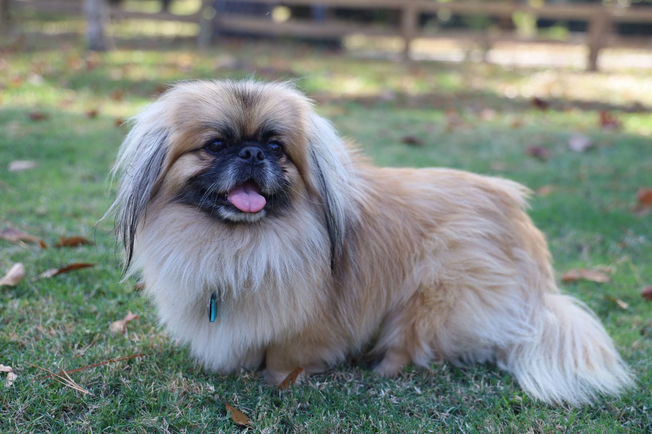 Liz E.'s Pekingese Rescue Slide | Bonfire