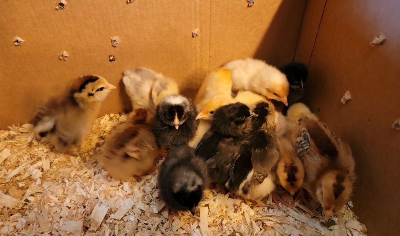 Reba: The Brimson Strong Chicken | Bonfire