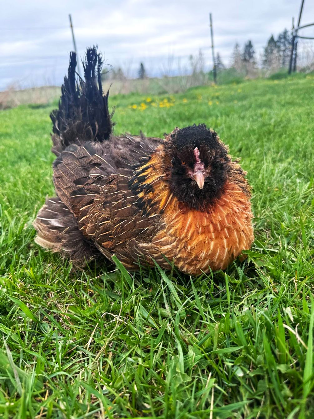 Reba: The Brimson Strong Chicken | Bonfire