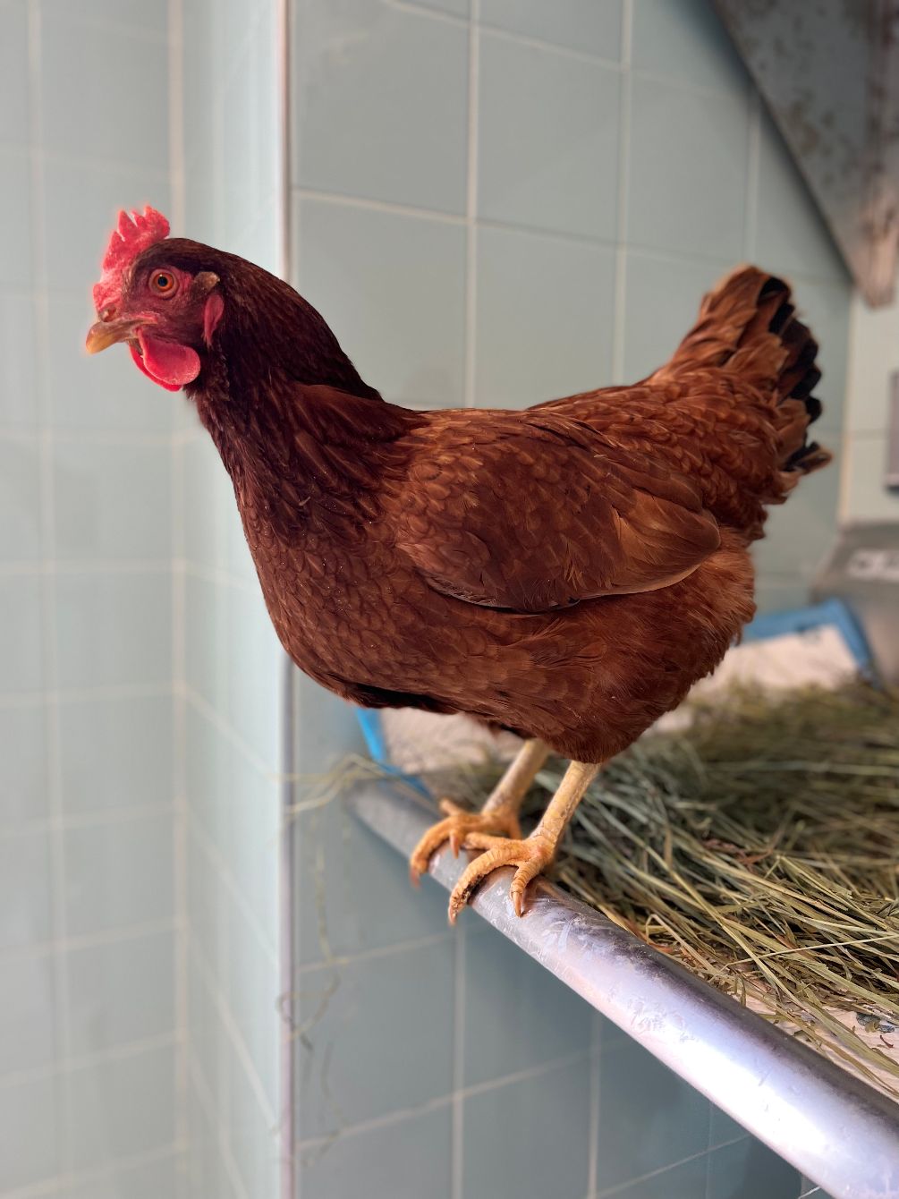 Henny Penny the Pentagon Chicken | Bonfire