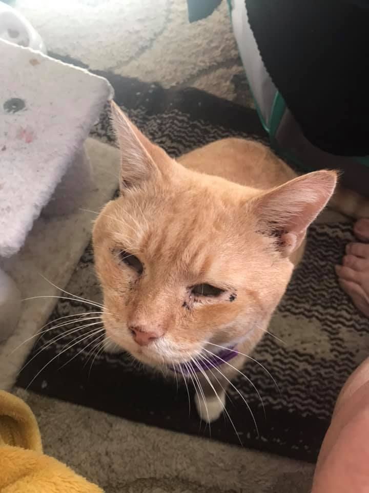 Show Us Your Kitties | Bonfire