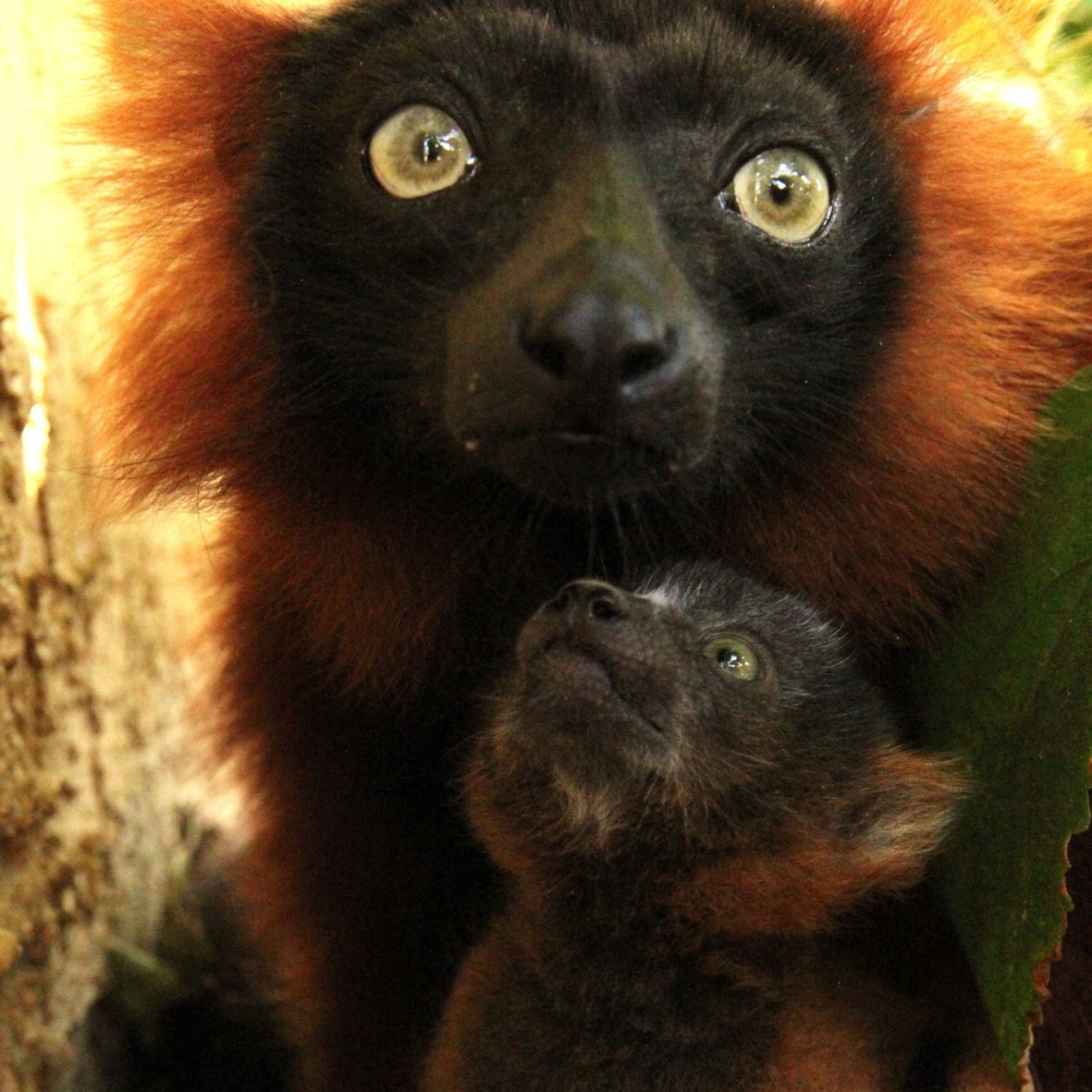 Lemur Conservation Foundation Store | Official Merchandise - Sales Save ...