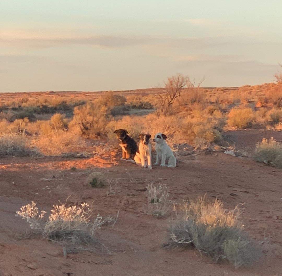 Rescue of Homeless Animals | Bonfire