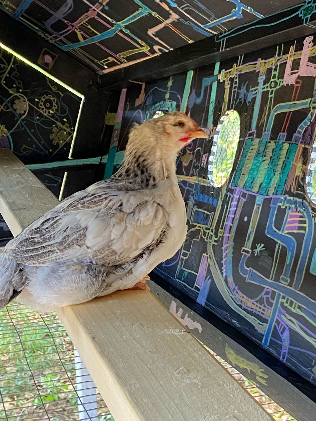 BARNWELL PRIMARY SPACE CHICKEN PROGRAM | Bonfire