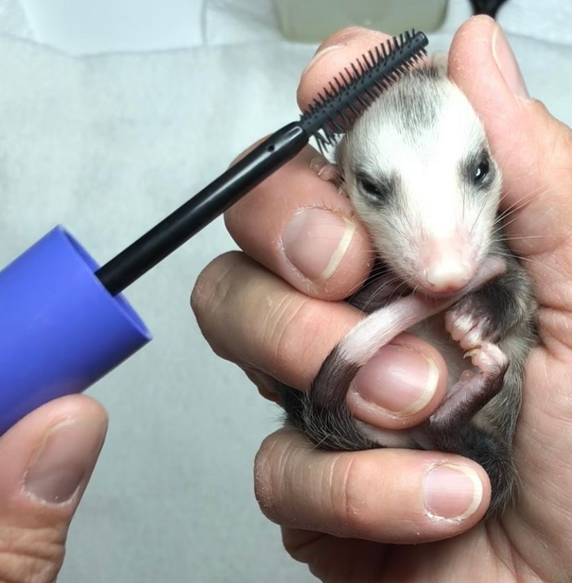 Peace Love & Wands | Bonfire