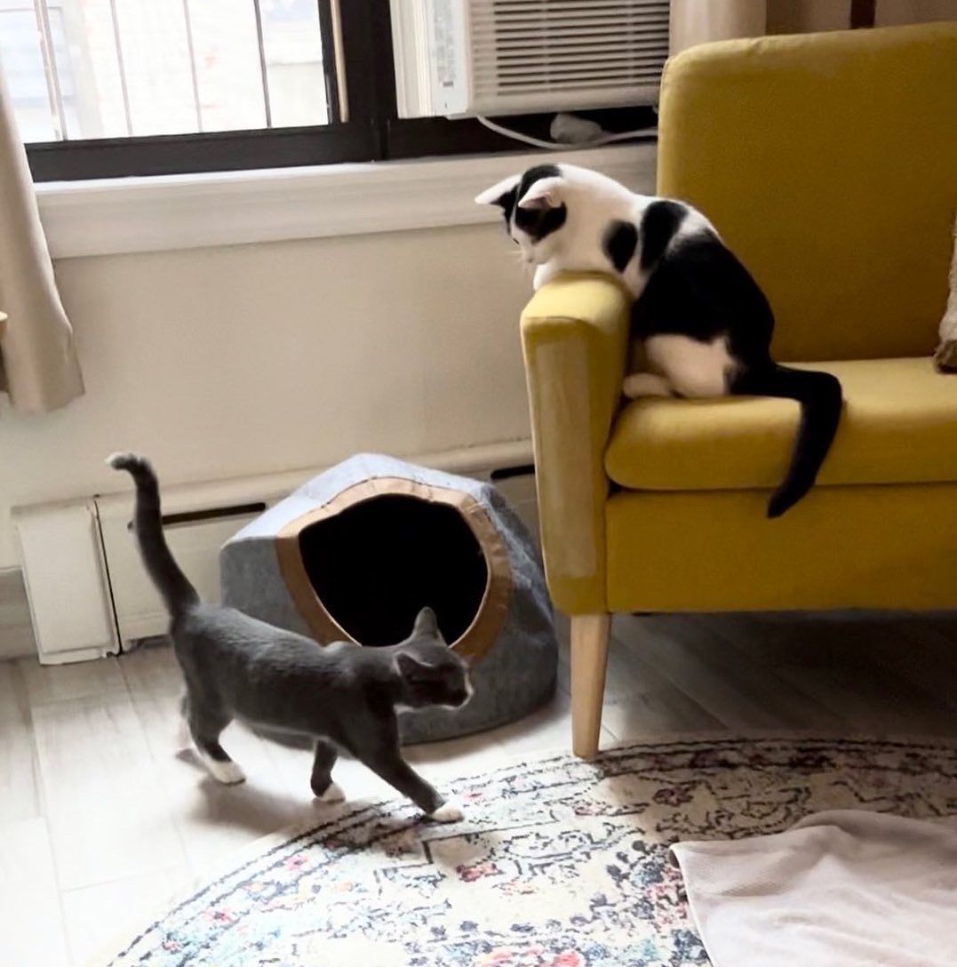 biscuit and bluey | Official Merchandise | Bonfire