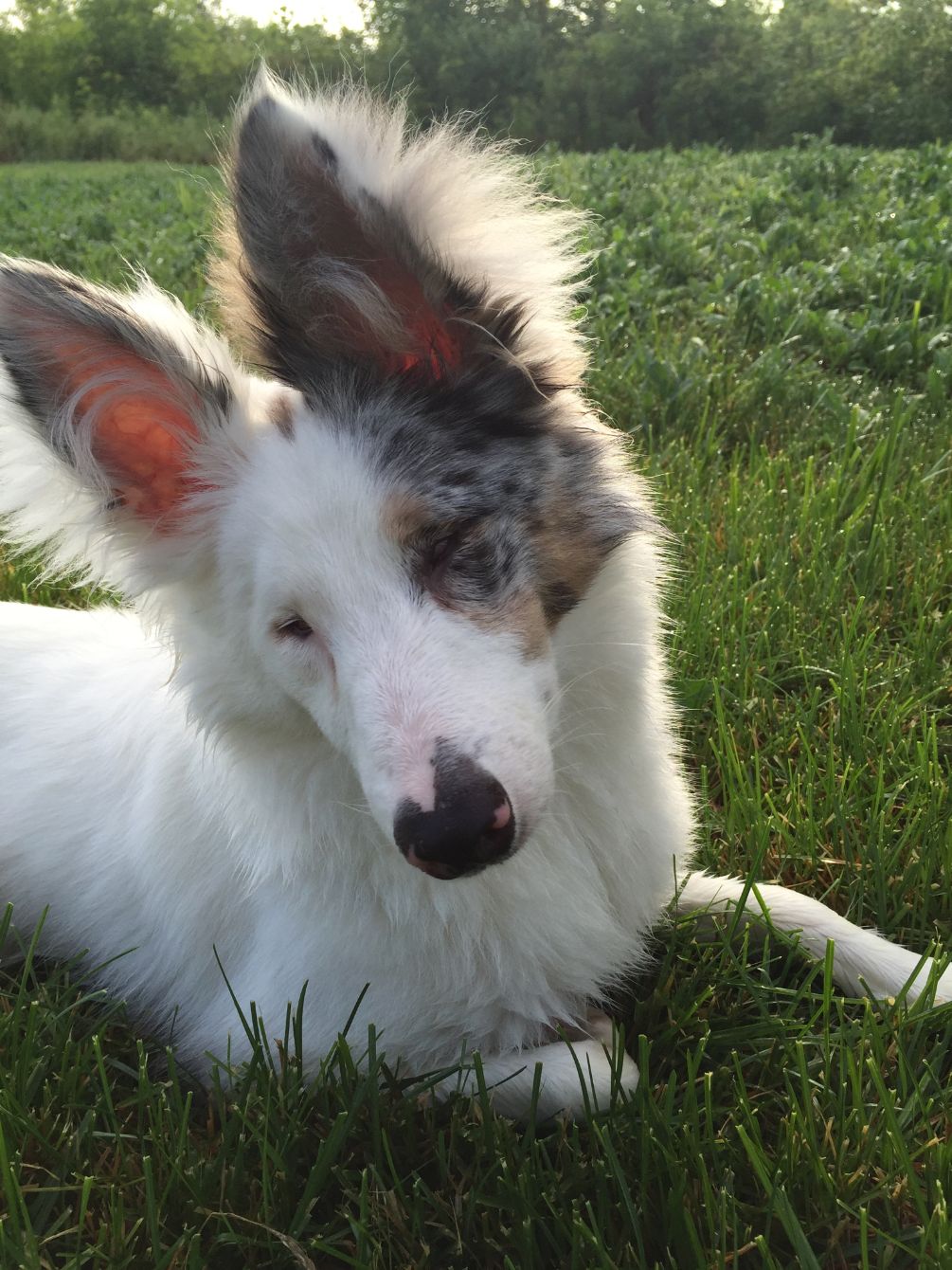 Speak! For The Unspoken ASL Limited Edition | Bonfire