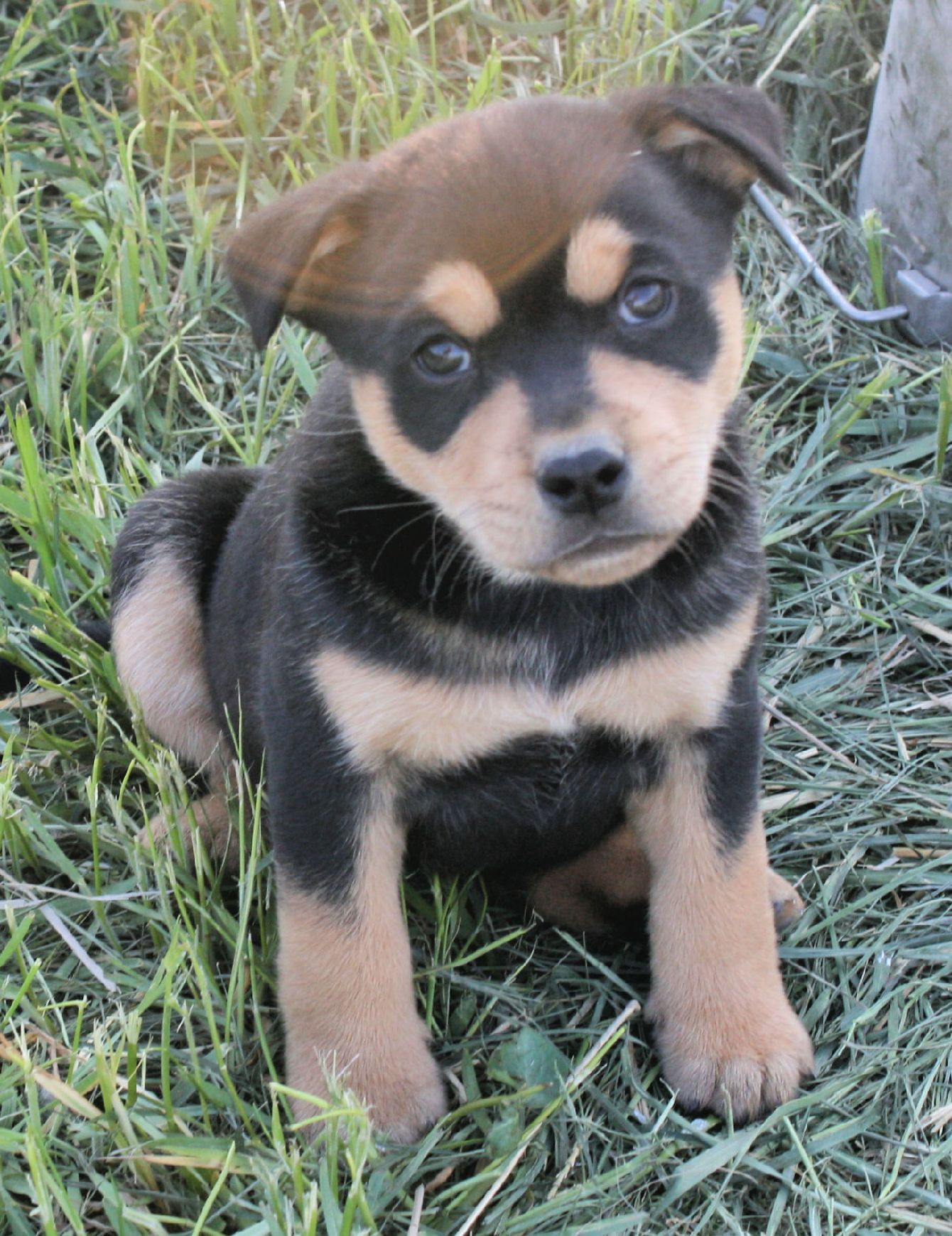 RezQ Dogs' HEARTS Campaign | Bonfire