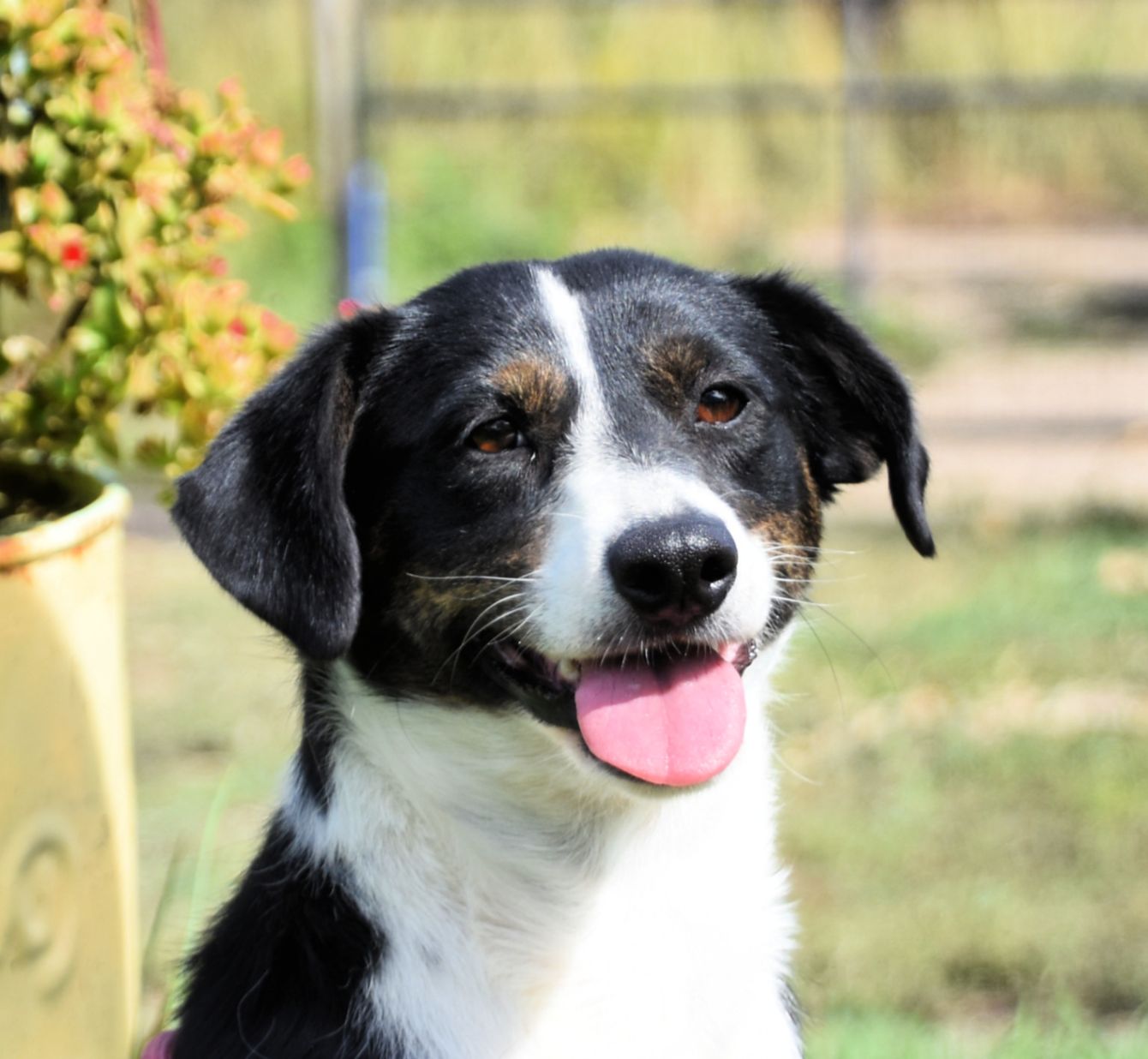 RezQ Dogs' HEARTS Campaign | Bonfire