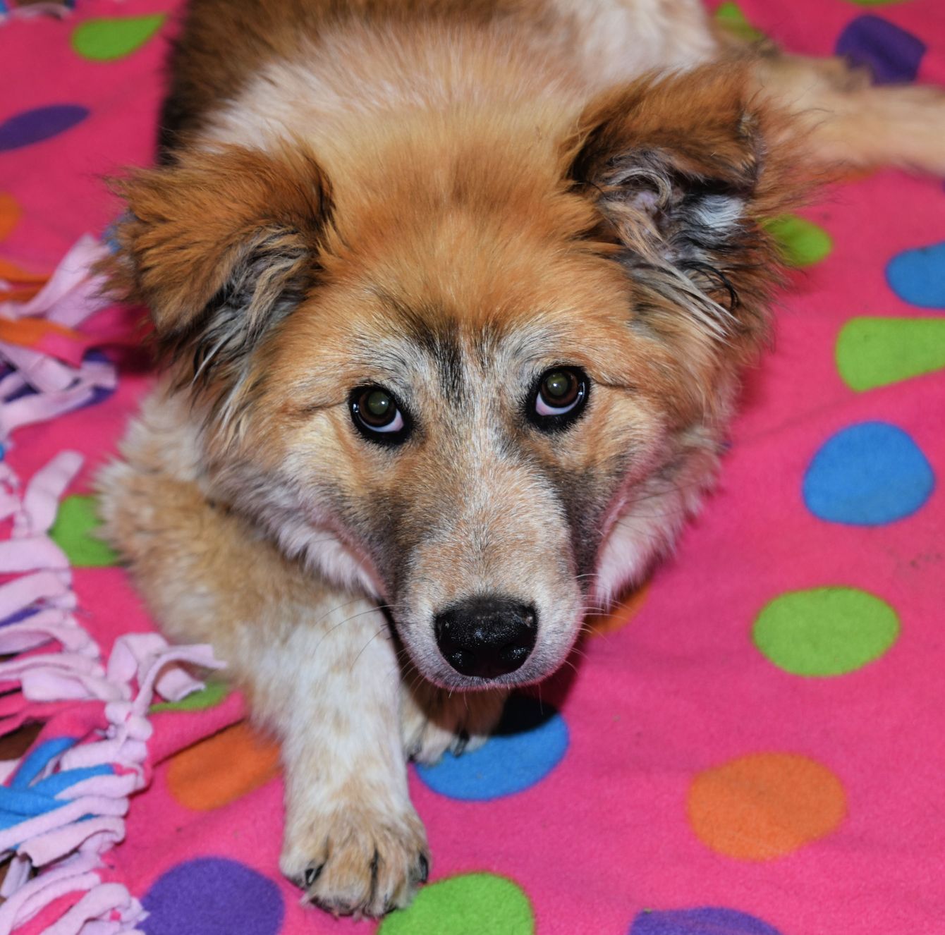 RezQ Dogs' HEARTS Campaign | Bonfire