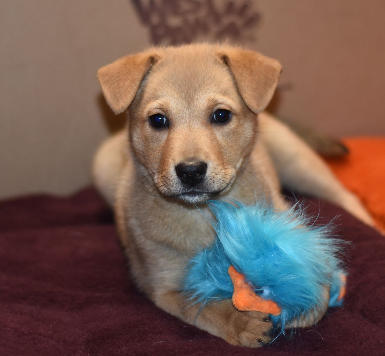 RezQ Dogs' HEARTS Campaign | Bonfire