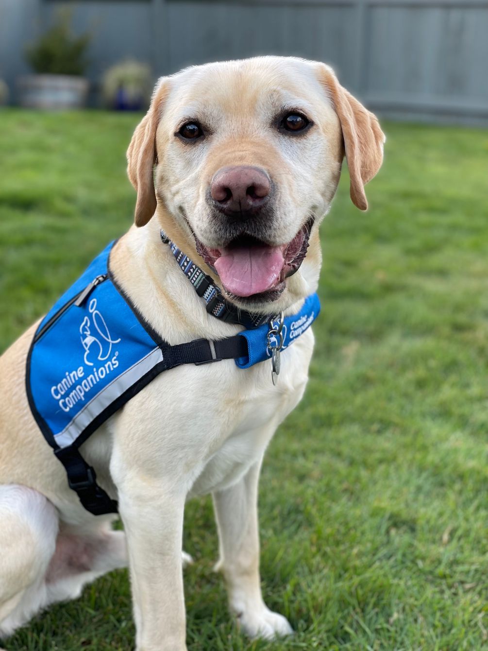 Mary Bridge Facility Dogs | Bonfire